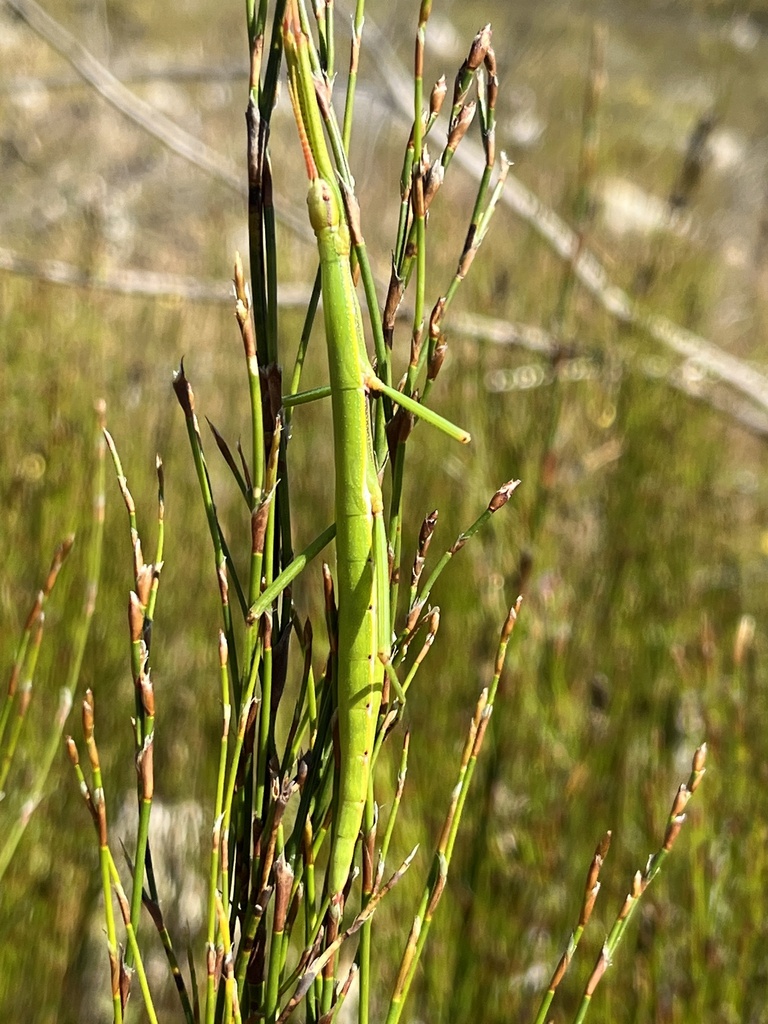 Thunberg's Stick Insect from Theewaterskloof Rural, WC, ZA on December ...