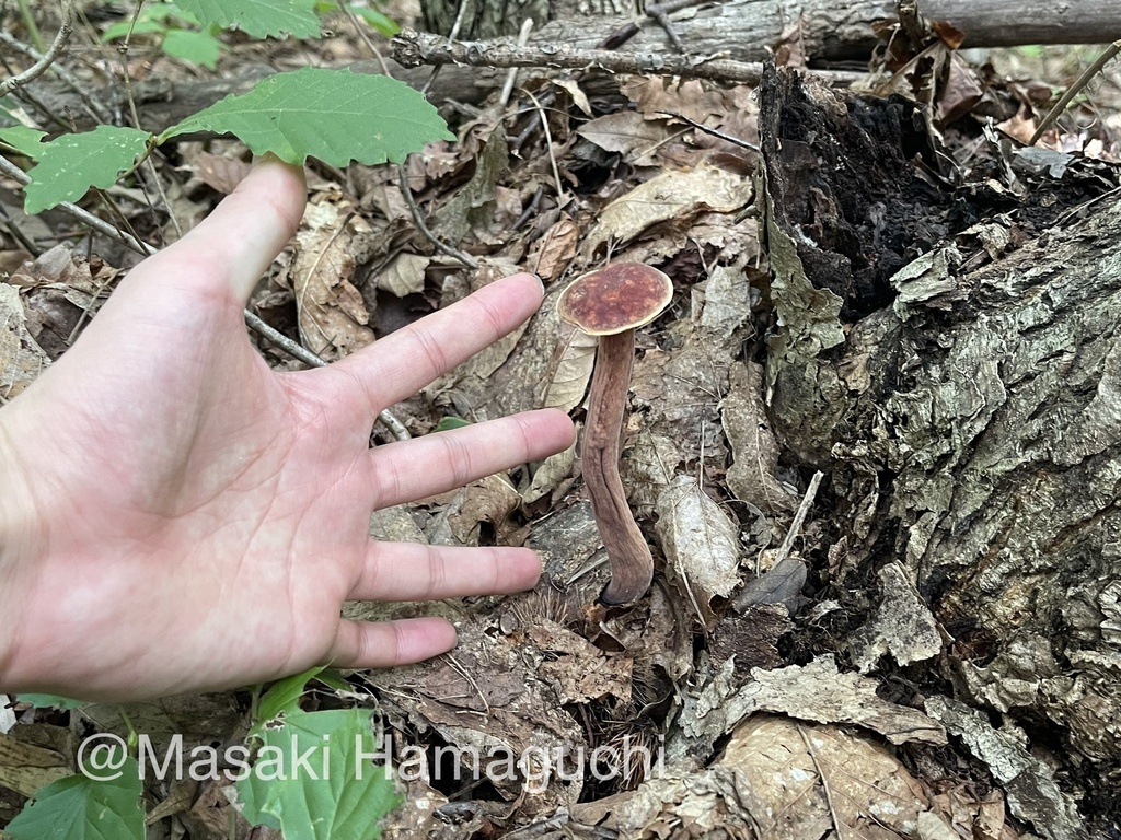 Boletellus elatus in August 2022 by Masaki Hamaguchi · iNaturalist