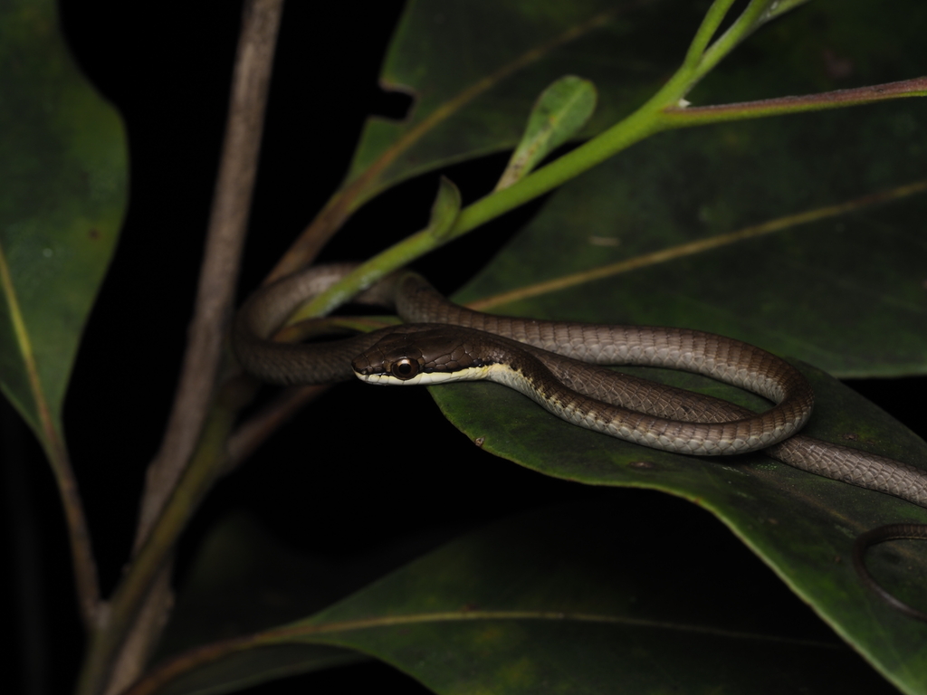 Northern Tree Snake from Iron Range QLD, Australia on May 26, 2022 at ...