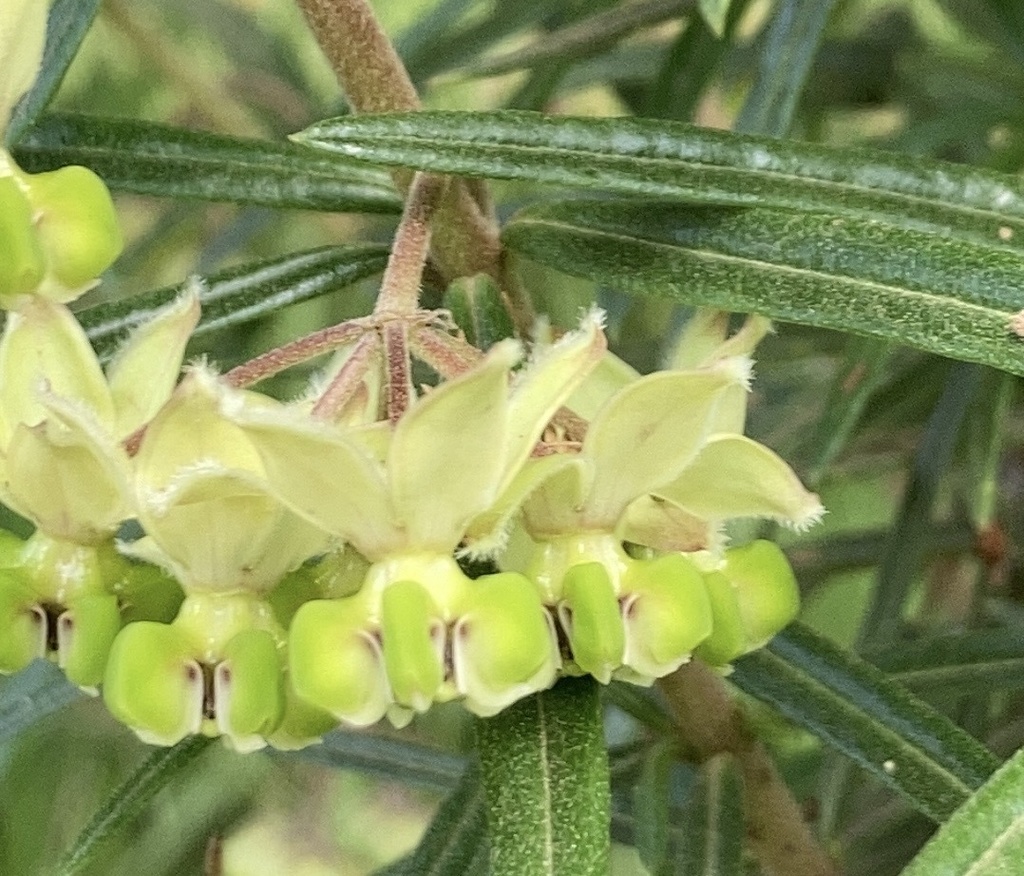 Narrow-leaf Cotton Bush from Buuri, Meru, KE on December 11, 2023 at 12 ...