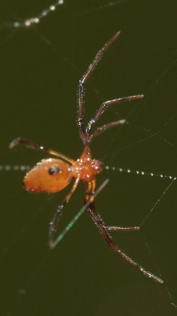 Dewdrop Spiders from Goa, India on December 6, 2023 at 10:30 AM by ...