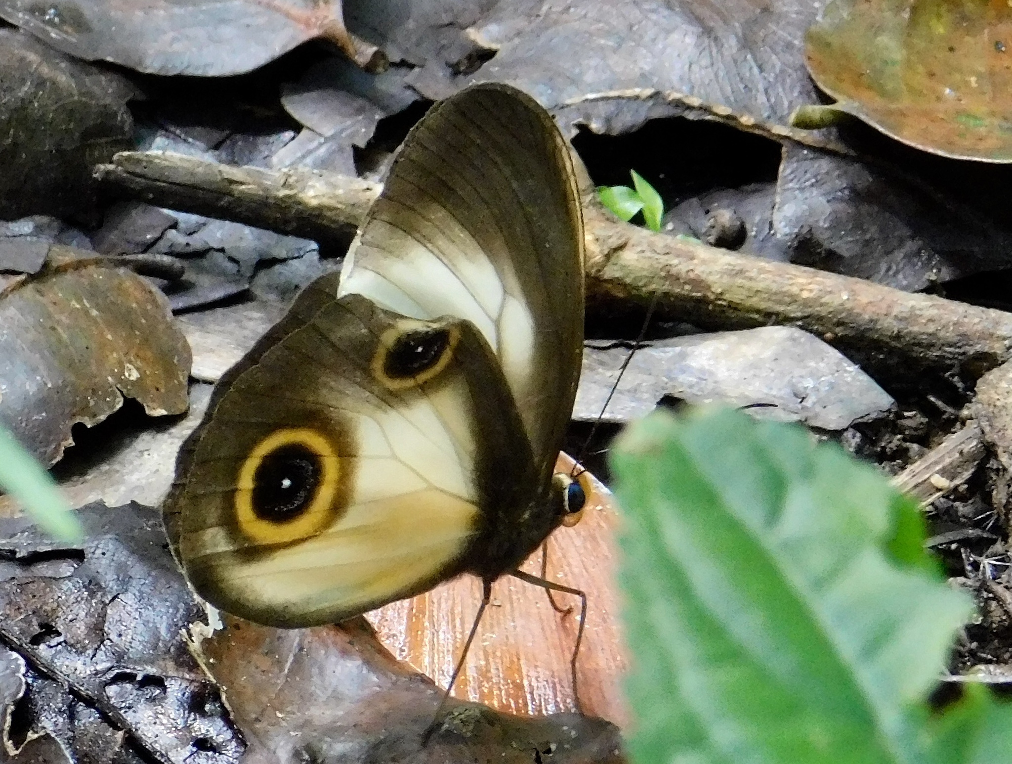 Taenaris catops Westwood