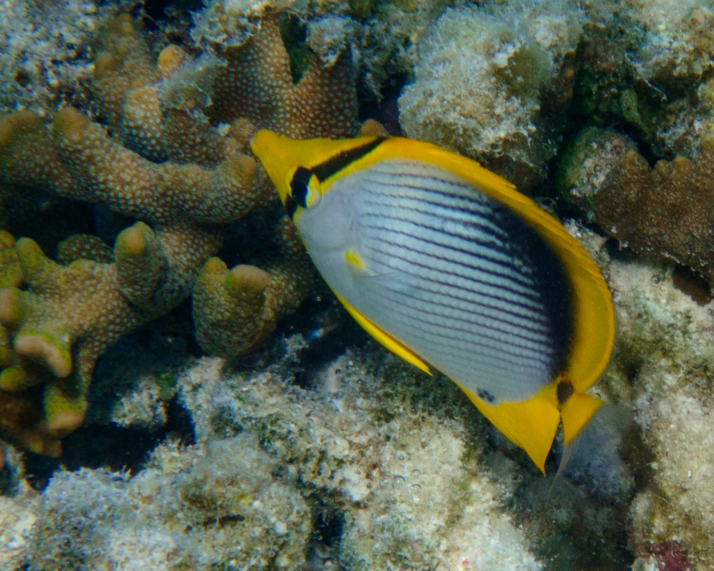 Blackback Butterflyfish from Lady Elliot Island Reef, Australia on ...