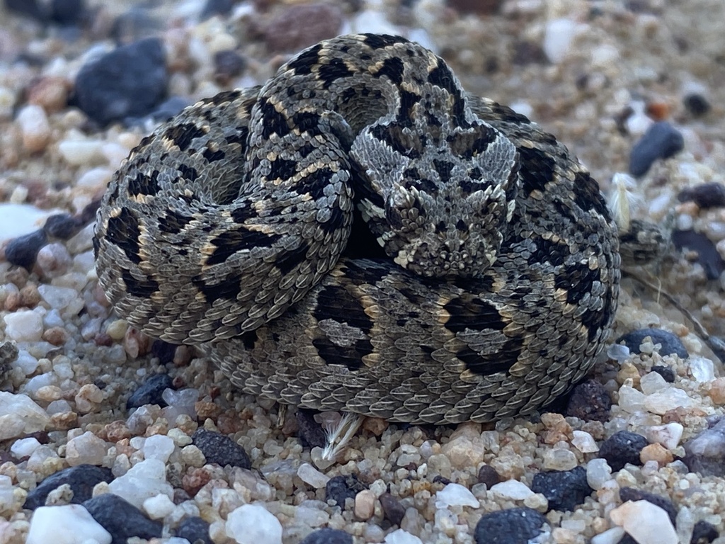 Red Adder from Langeberg, WC, ZA on December 11, 2023 at 09:43 AM by ...