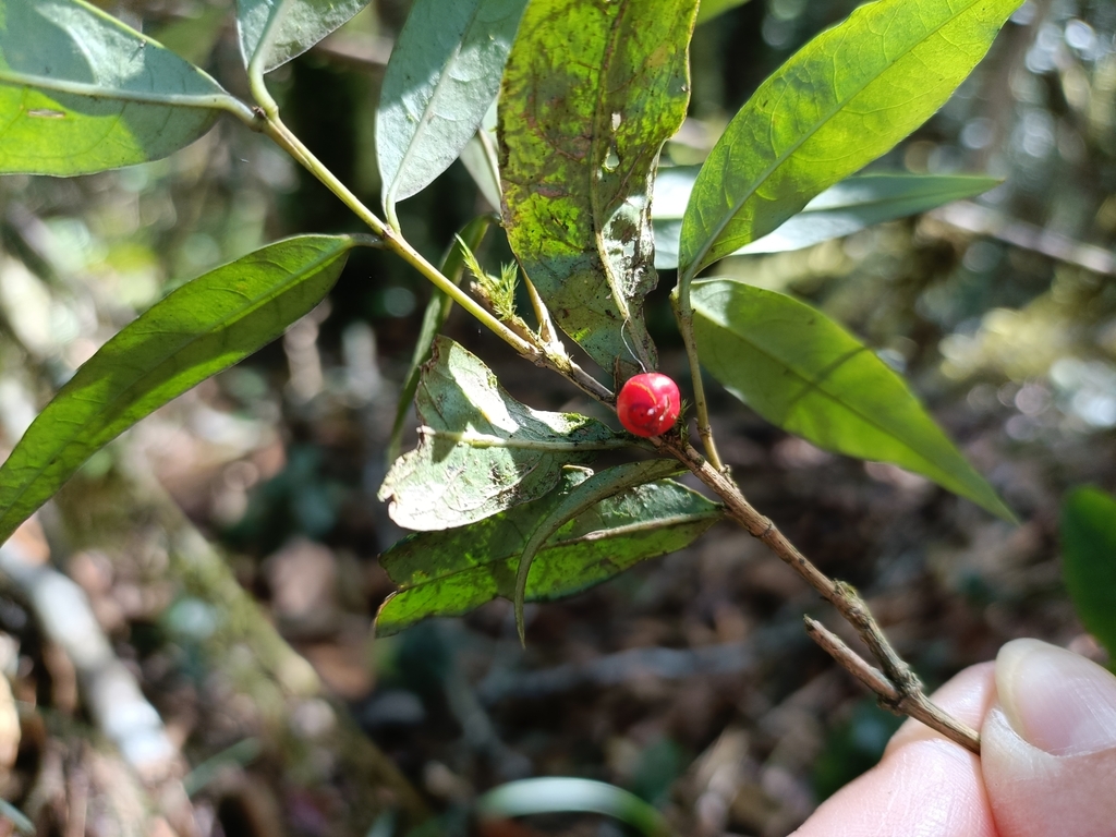 Damnacanthus from Hsinchu County, TW-TA, TW on December 11, 2023 at 11: ...
