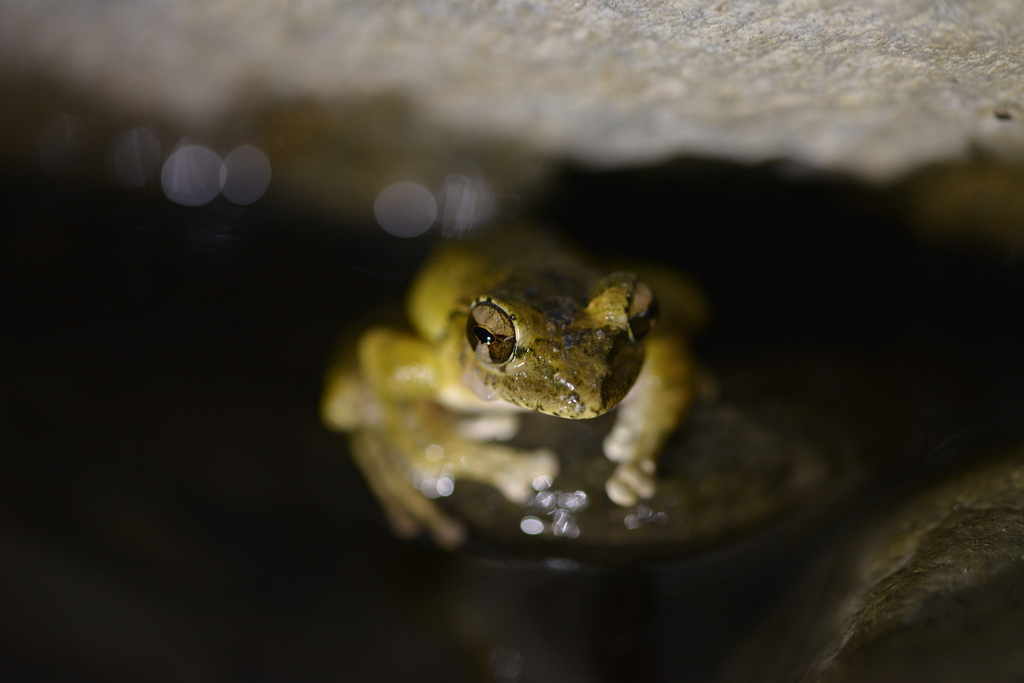 Robust Kajika Frog from 954台灣台東縣卑南鄉 on January 15, 2022 at 08:10 PM by ...