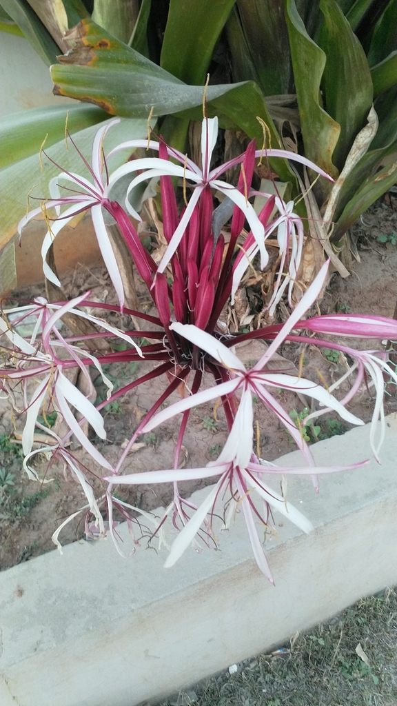 Tree Crinum on December 10, 2023 at 05:35 PM by greenheartraj · iNaturalist
