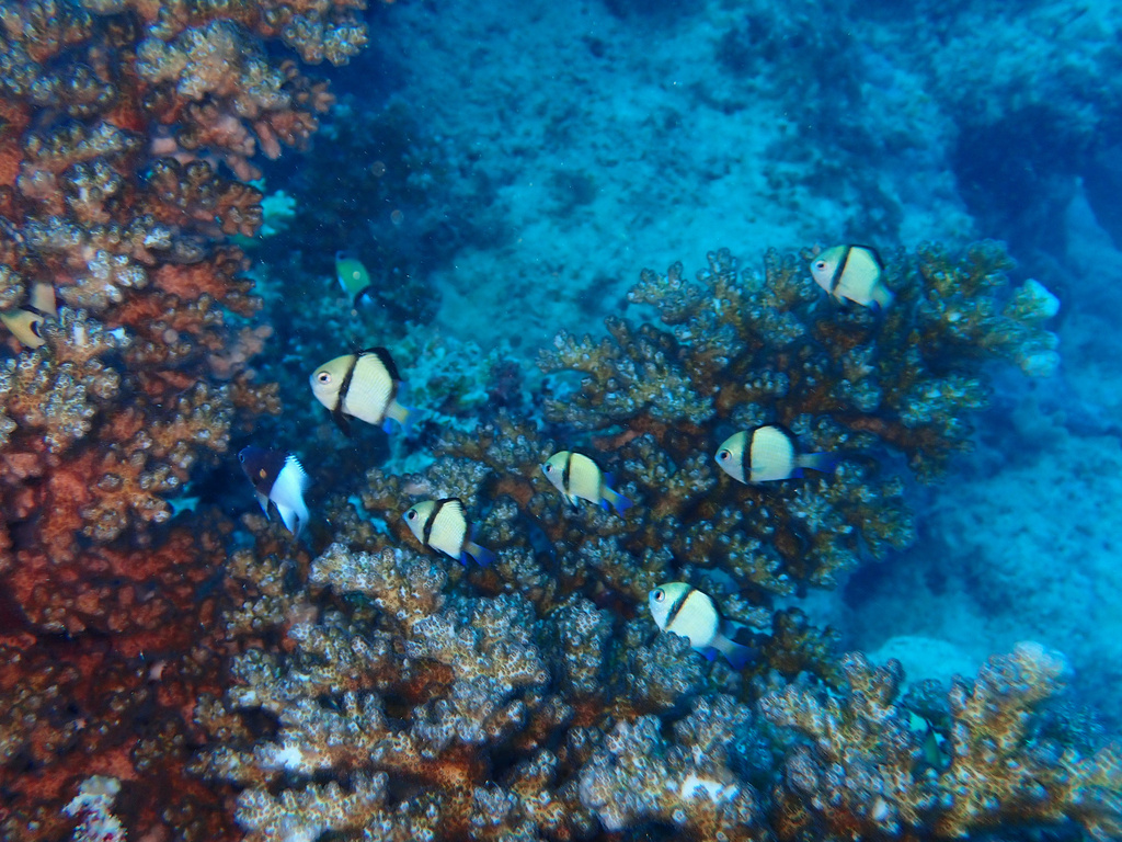 Reticulated Damselfish from Opal Reef, QLD, Australie on August 4, 2023 ...