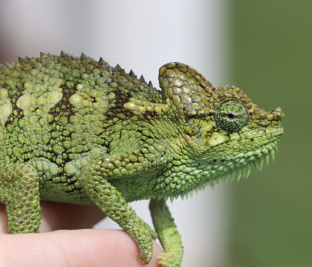 Helmeted Chameleon from Buuri, Meru, KE on December 11, 2023 at 03:28 ...