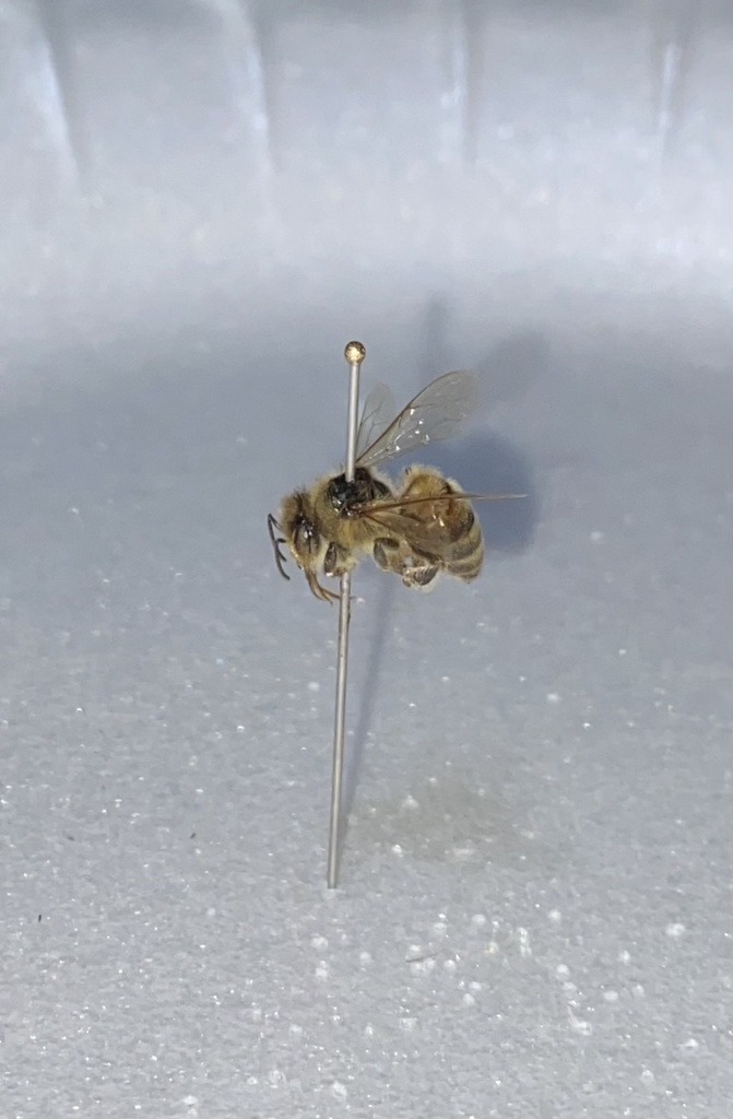 Western Honey Bee from Guam, Barrigada, Guam, US on December 1, 2023 by ...