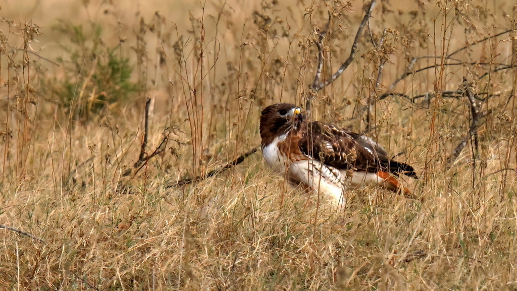 Red-tailed Hawk from Panola County, MS, USA on November 22, 2023 at 05: ...