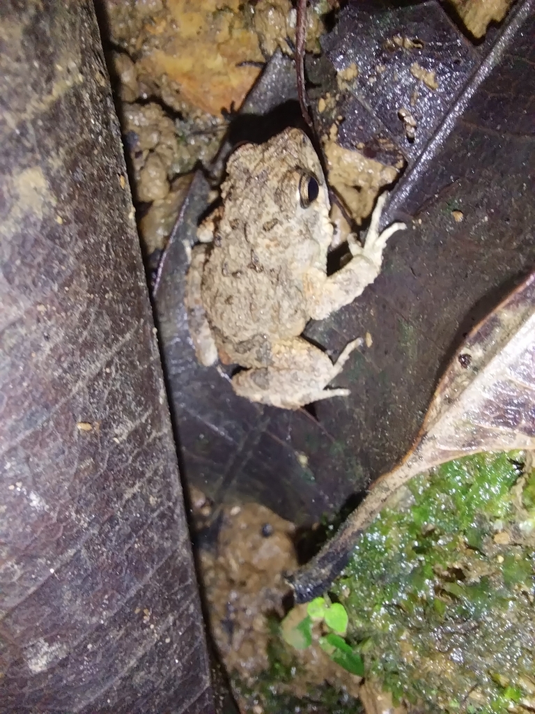 Túngara Frog from Caura, Trinidad and Tobago on December 10, 2023 at 10 ...