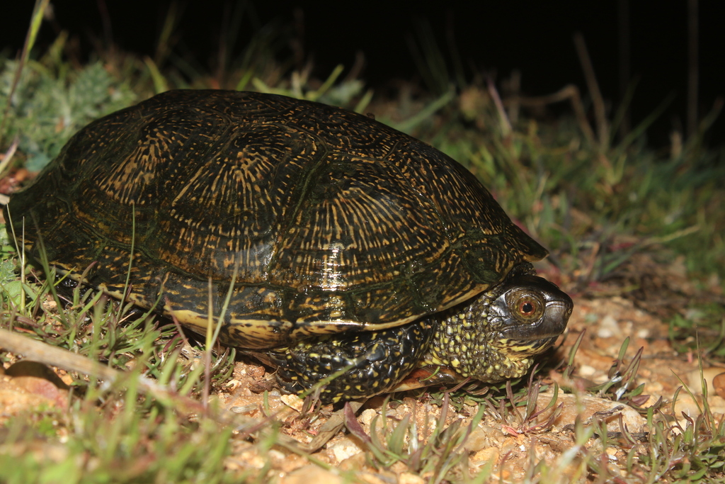 European Pond Turtle in March 2021 by augustinbussac · iNaturalist