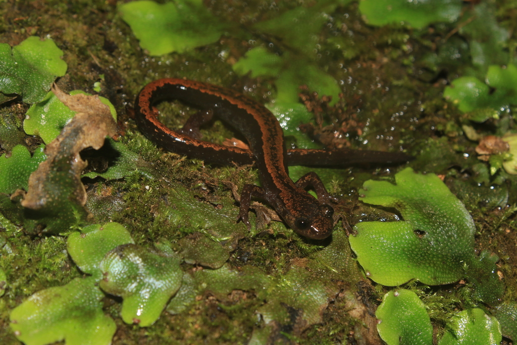 Gold-striped salamander from Asturias, Espagne on April 2, 2021 at 12: ...