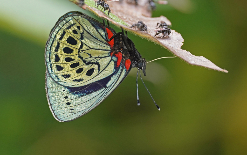 Asterope leprieuri from Paucartambo Province, Peru on September 12 ...