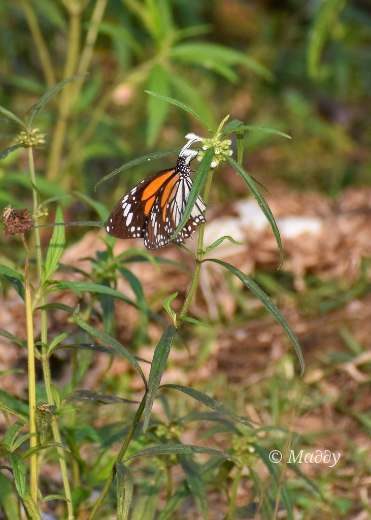 White Tiger Butterfly from Sailendra Sarai, Odisha, India on December 9 ...
