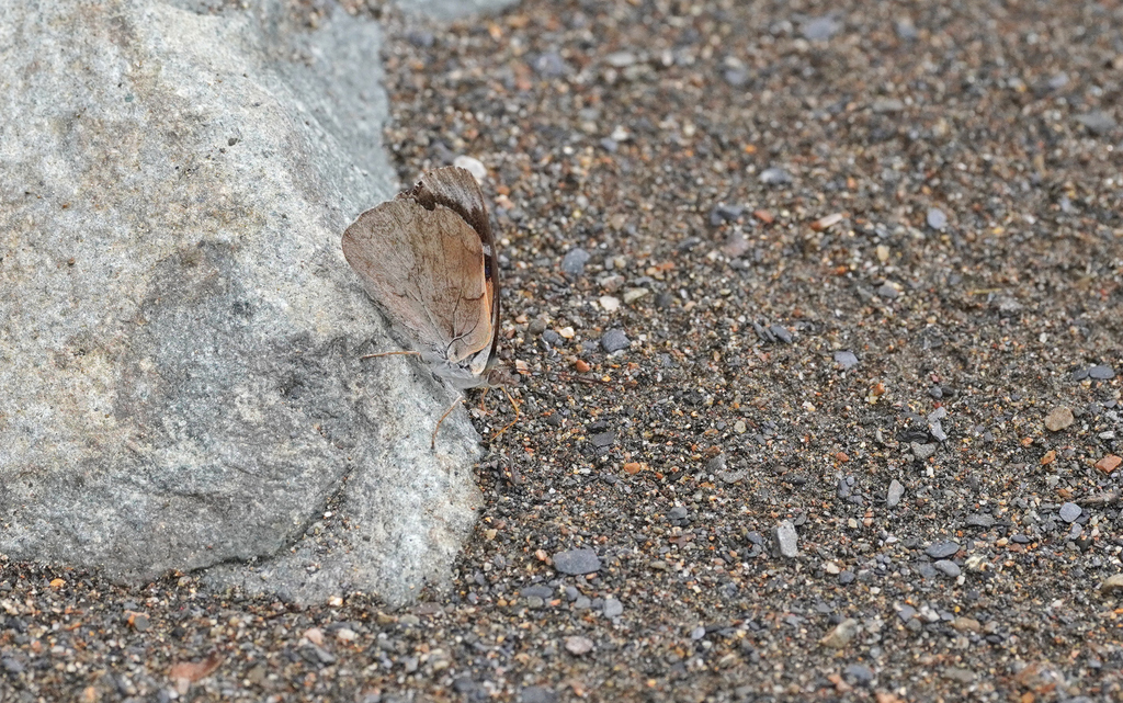 Vague Numberwings from Paucartambo Province, Peru on September 13, 2023 ...