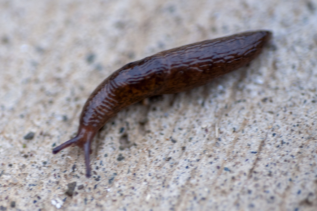 Smooth Land Slugs from Fenwick, Pelham, ON L0S 1C0, Canada on November ...