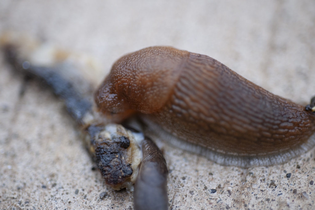 Western Dusky Slug from Fenwick, Pelham, ON L0S 1C0, Canada on November ...