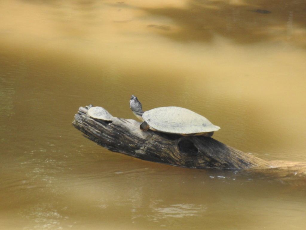 Magdalena River Turtle in December 2023 by Santi MD · iNaturalist