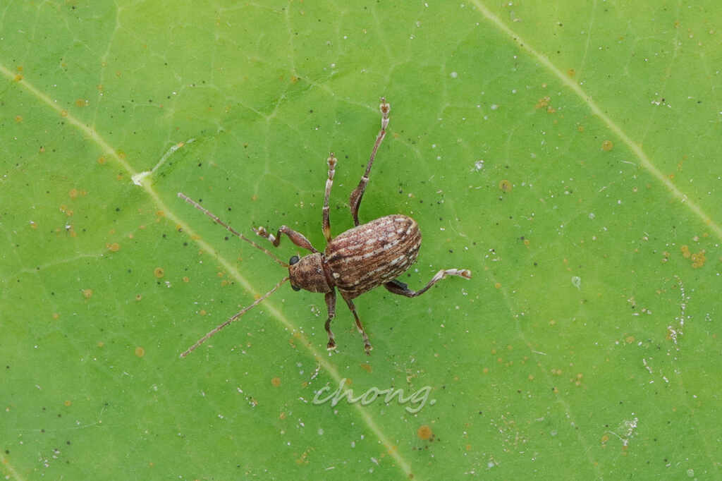 Hyperaxis from Kinabalu Park, Ranau, Sabah, 马来西亚 on July 20, 2023 at 10 ...