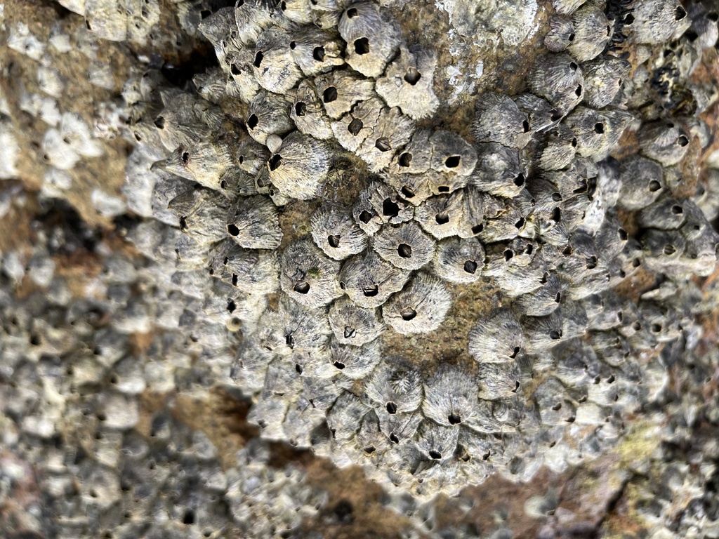 Japanese Volcano Barnacle from 南海, CN on December 9, 2023 at 11:28 AM ...