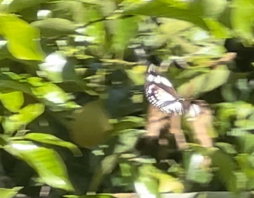 Magpie Crow Butterfly from Penang Hill on December 11, 2023 by SL Liew ...