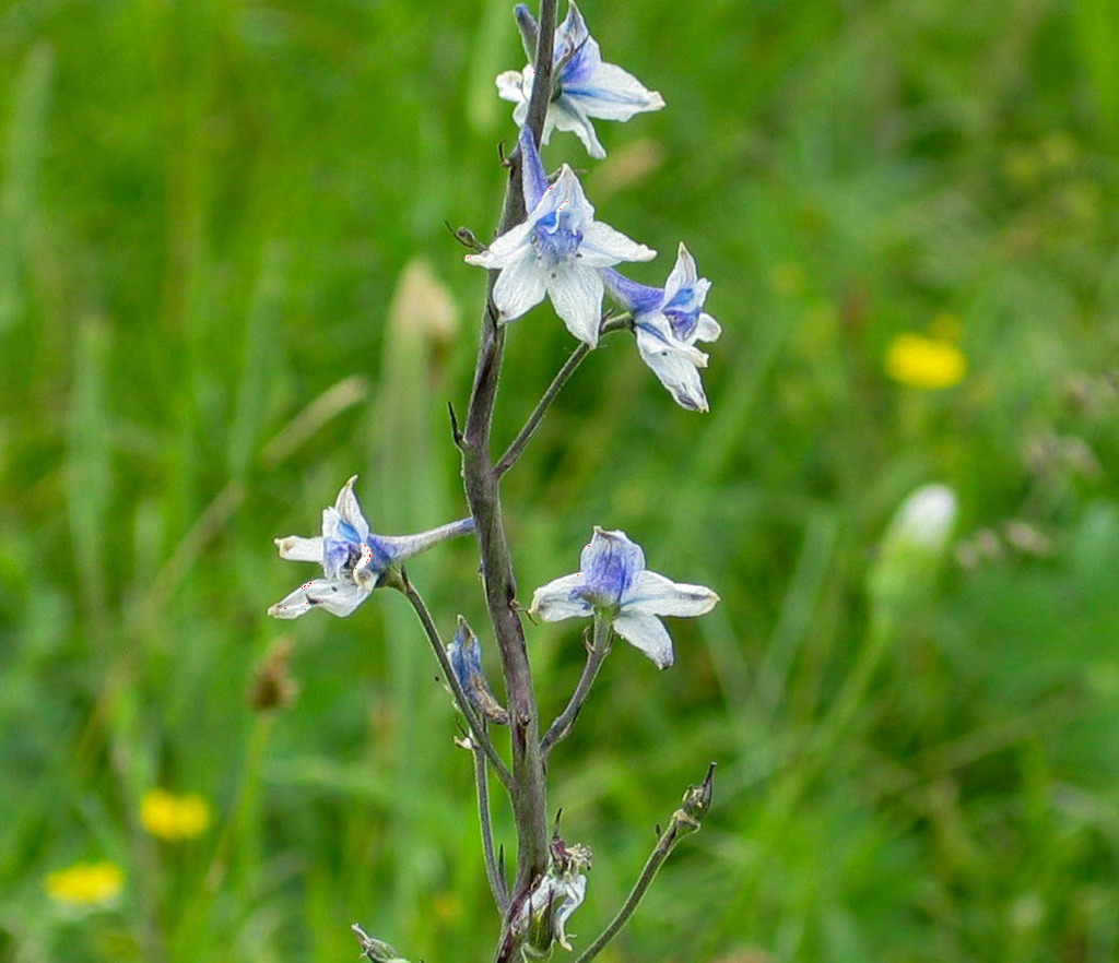 Subalpine Larkspur from Park County, WY, USA on July 18, 2004 at 03:12 ...