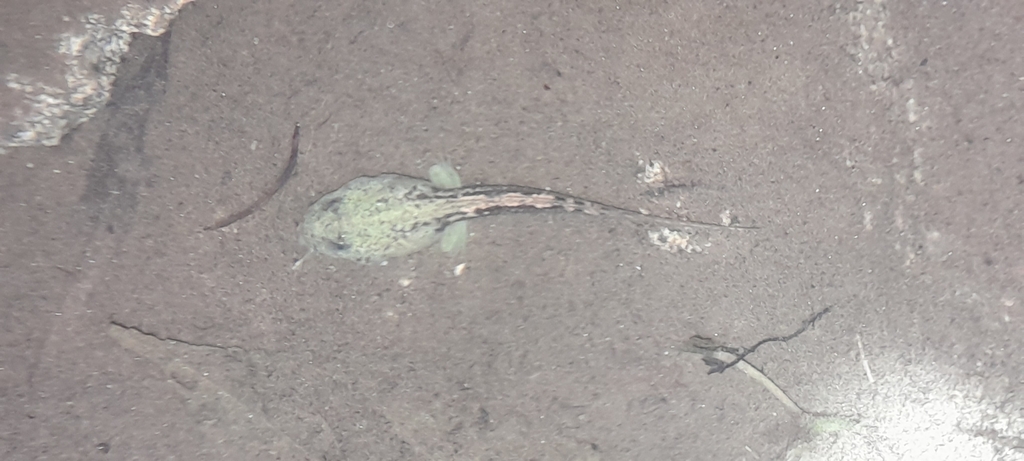 Lynch's Colombian Tree Frog in December 2023 by Fundacion ProAves ...