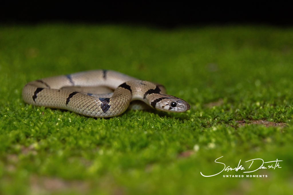 Banded kukri snake from Bamunawela, Kurunegala, Sri Lanka on December 3 ...