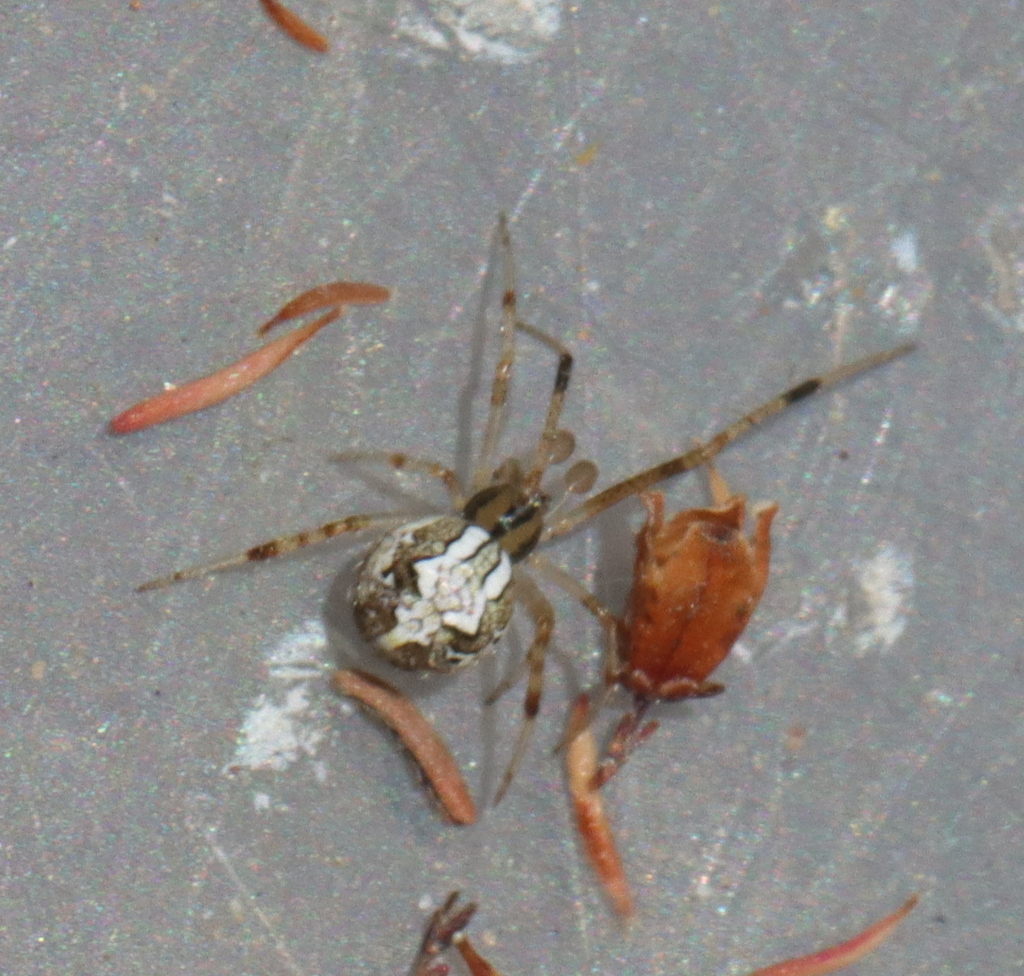 Chrysso from Overberg District Municipality, South Africa on December 9 ...