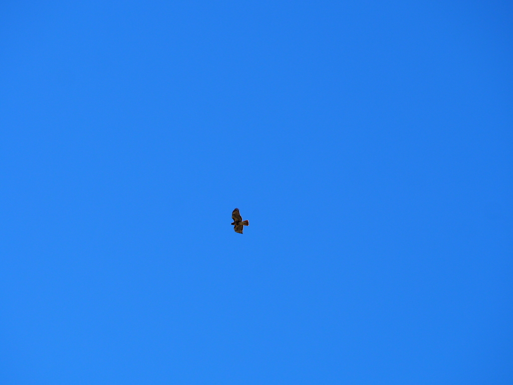 Jamaican Red-tailed Hawk from Mao, República Dominicana on December 1 ...