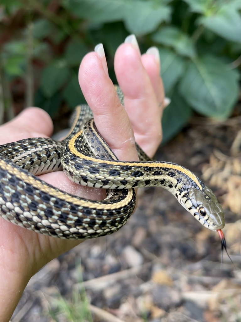 Plains Garter Snake from 18th St, Aurora, NE, US on June 30, 2023 at 02 ...