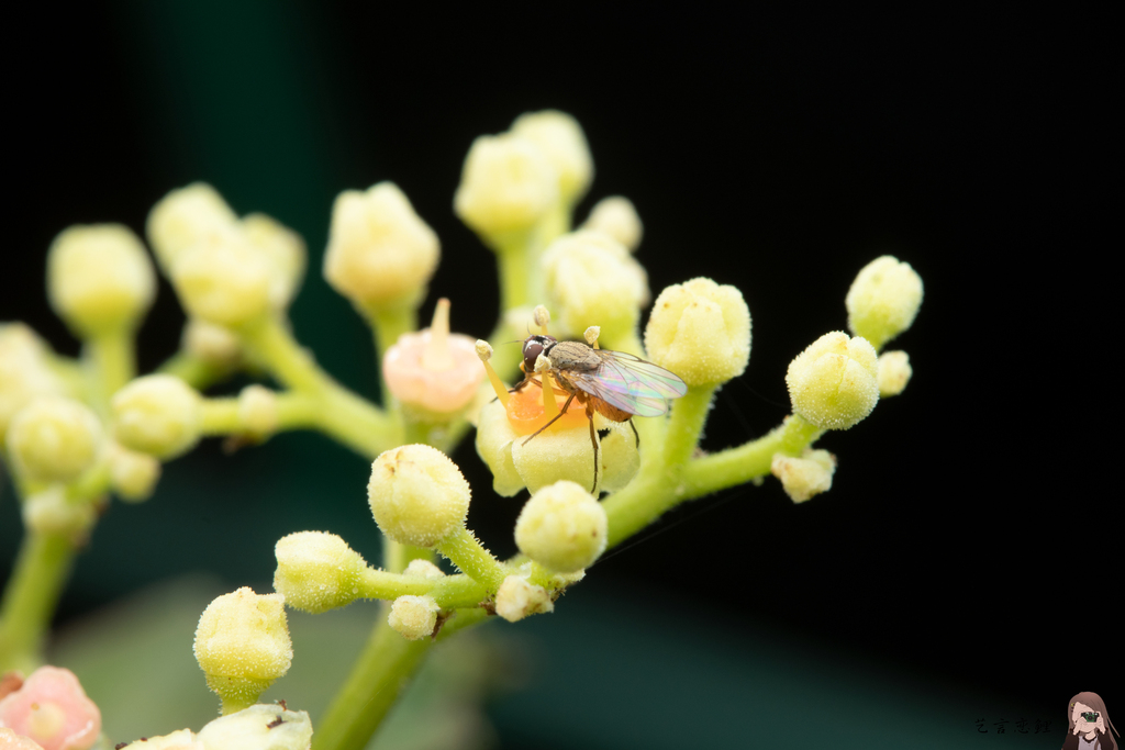 Shoot Flies from 中国安徽省合肥市蜀山区长江西路安徽农业大学 on September 25, 2023 at 09:40 ...