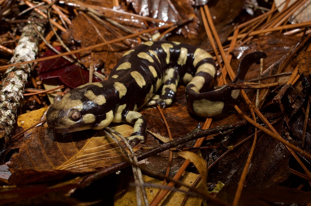 Tiger Salamander in December 2023 by lilorvis · iNaturalist