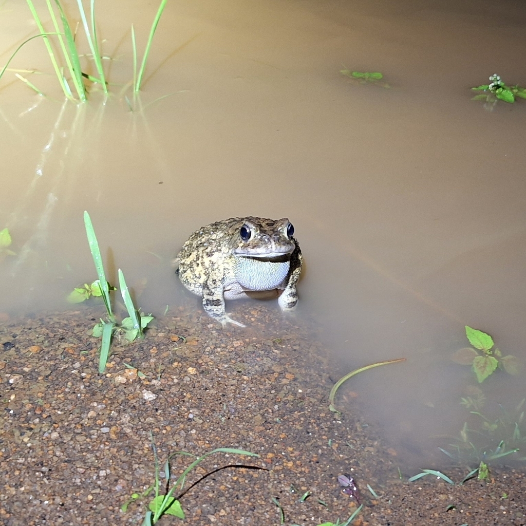 African Toads from Mpwapwa, TZ-DO, TZ on December 10, 2023 at 09:15 PM ...