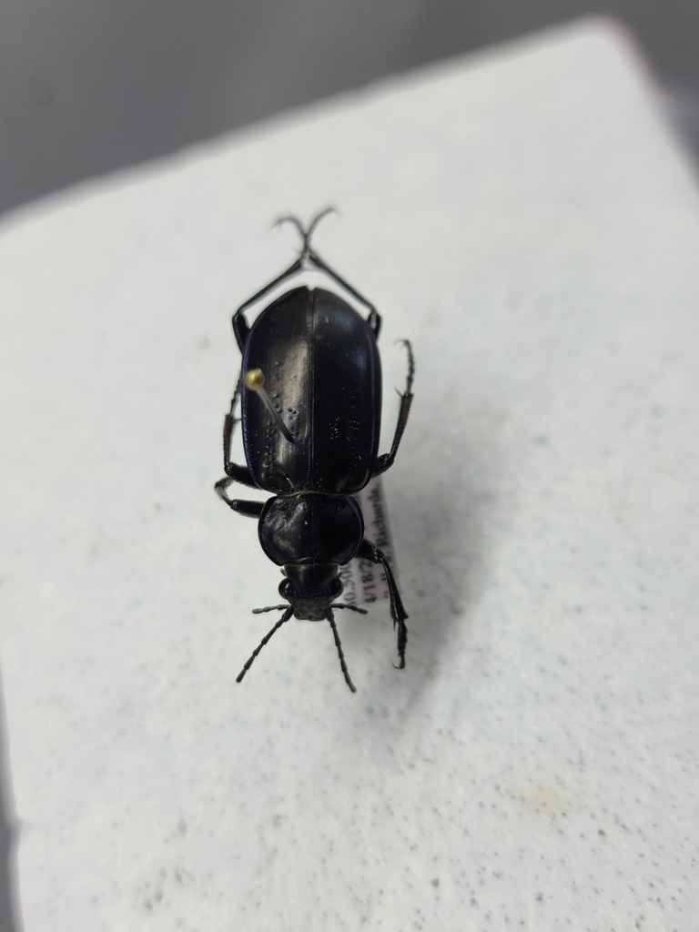 Calosoma macrum from Junction, TX 76849, USA on April 18, 2023 by ...