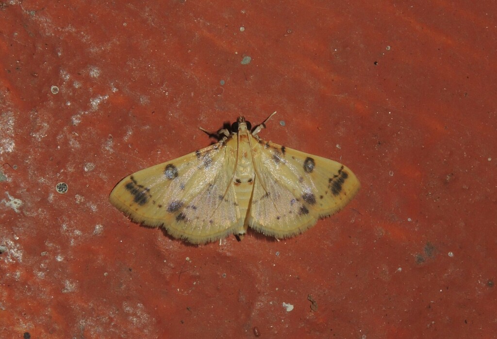 Patania plagiatalis from Aaralvaimozhi on December 9, 2023 at 11:55 PM ...