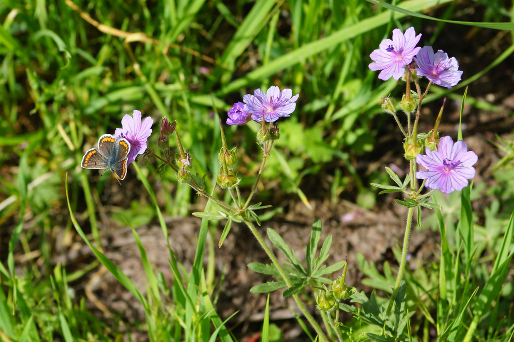 Geranium linearilobum from Казыгуртский район, Казахстан on April 9 ...