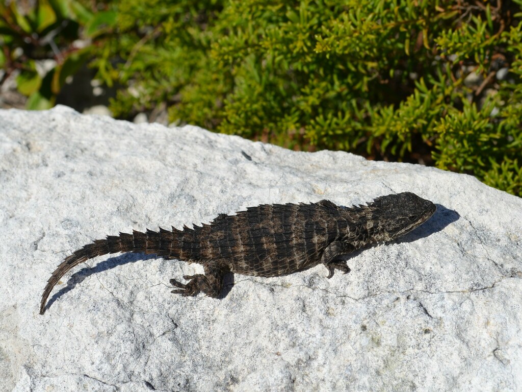 Large-scaled Girdled Lizard in December 2023 by Arno Van Der Vyver ...