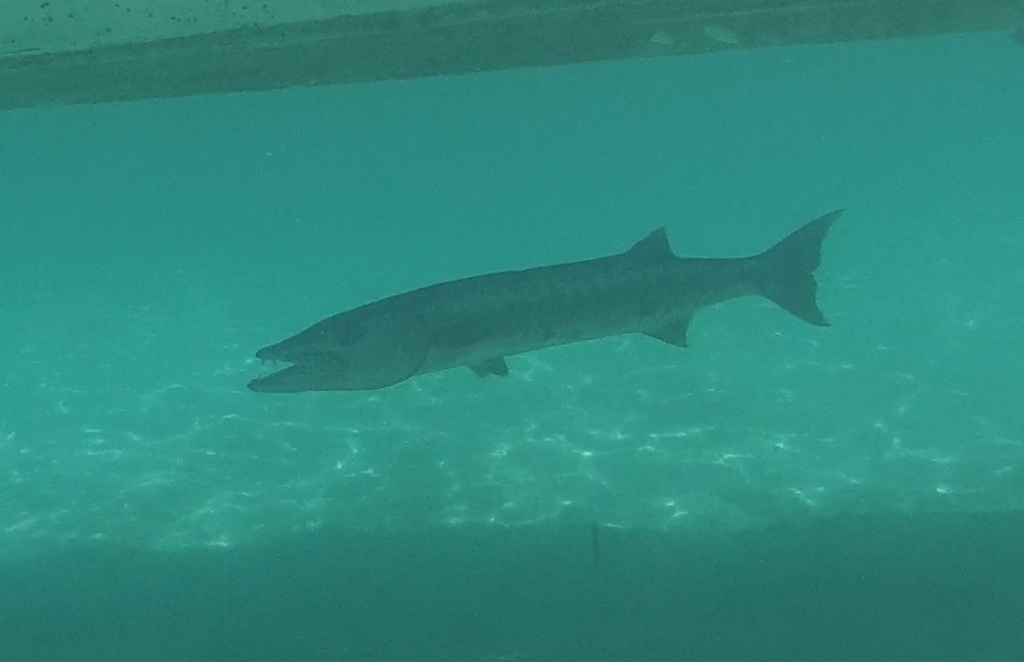 Great Barracuda from Cancún, Quintana Roo, Mexico on August 27, 2014 at ...