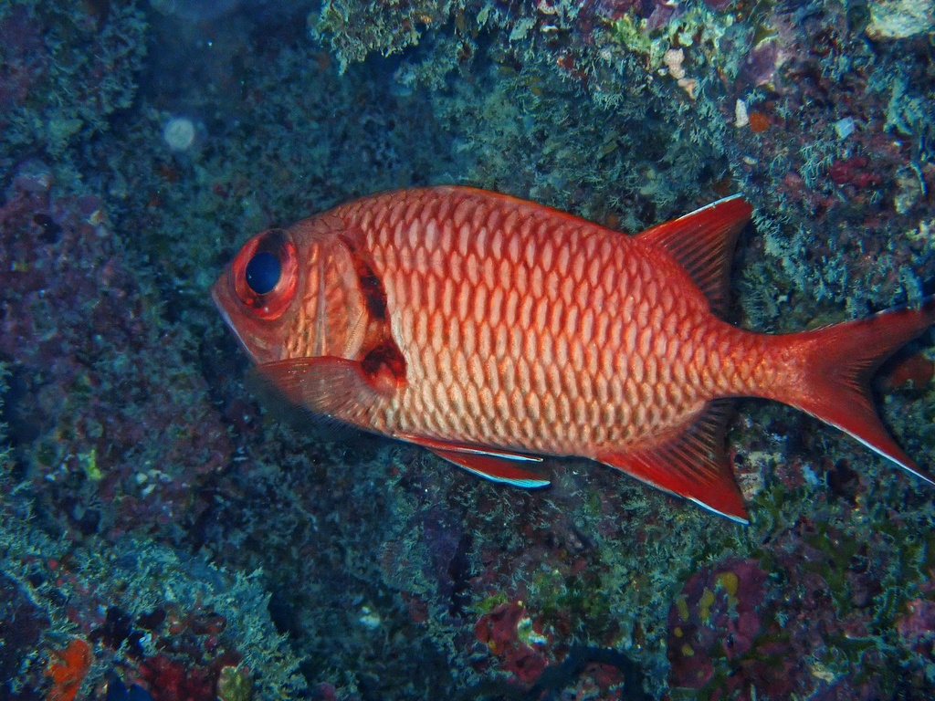 Crimson Soldierfish from Opal Reef, QLD, Australie on August 4, 2023 at ...