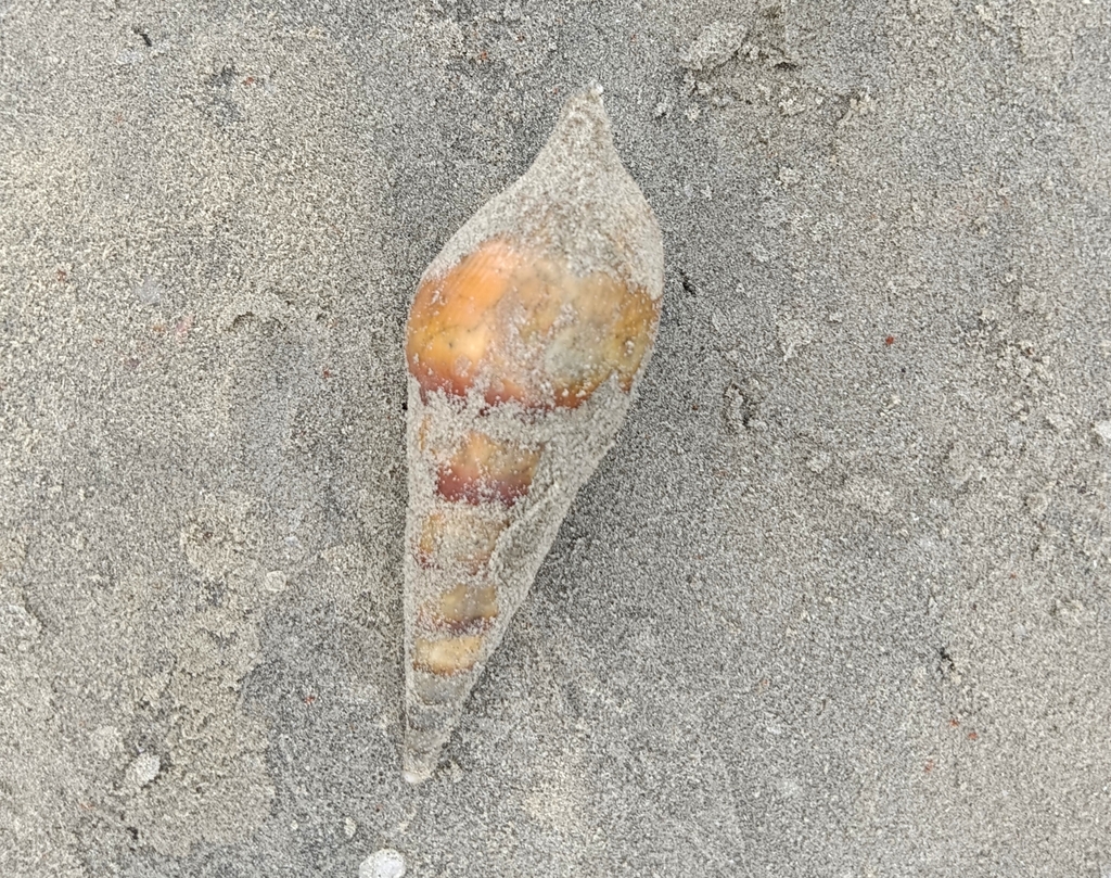 Tibia curta from Kochi, Q7XG+V7J, Chellanam, Kochi, Kerala 682008 ...