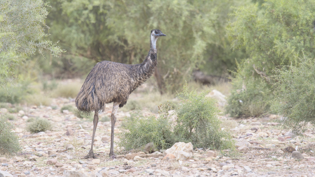 Emu from Mount Lyndhurst SA 5731, Australie on November 4, 2017 at 11: ...