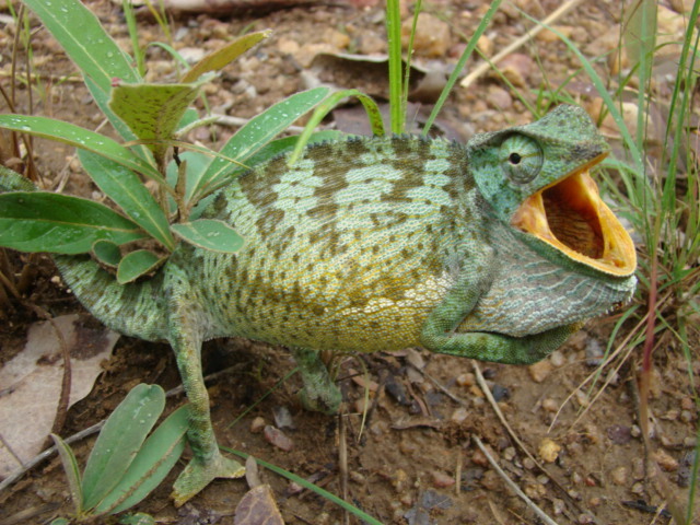 Chamaeleo gracilis gracilis from Kamuku National Park, Birnin Gwari ...