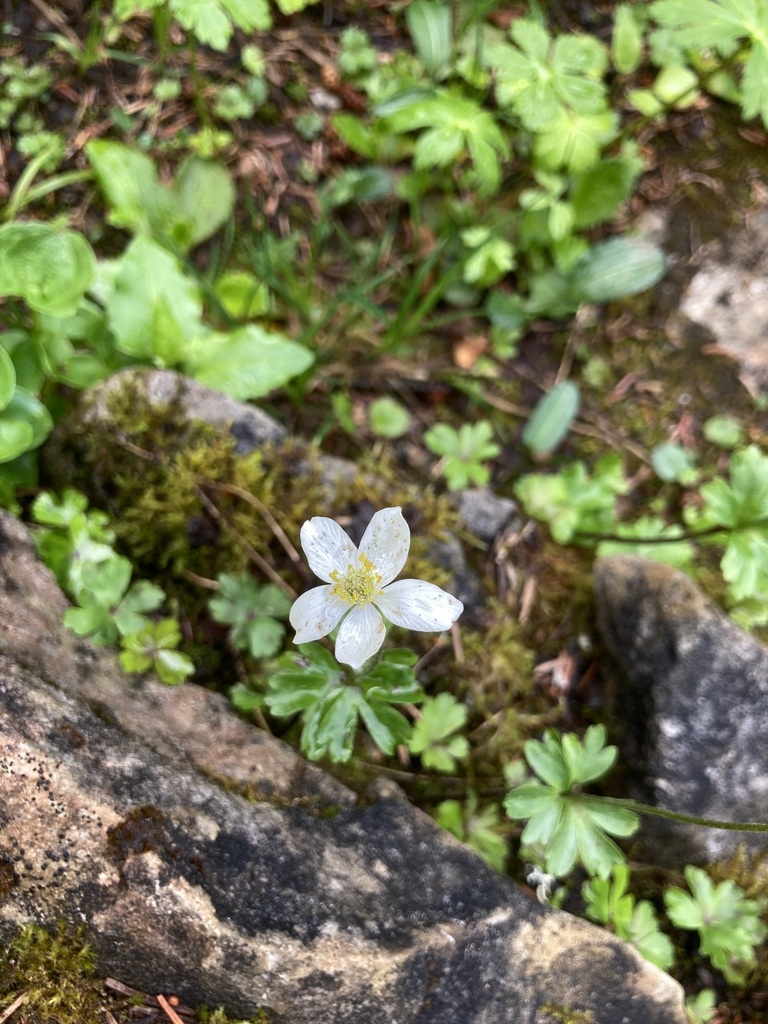 Small-flower Anemone from Columbia-Shuswap, BC, Canada on June 29, 2023 ...