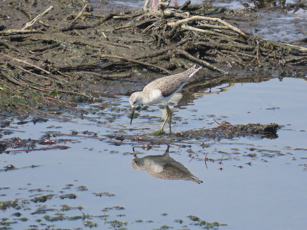 Marsh Sandpiper from Pyramisa, Aswan 1, Aswan Governorate, Egypt on ...