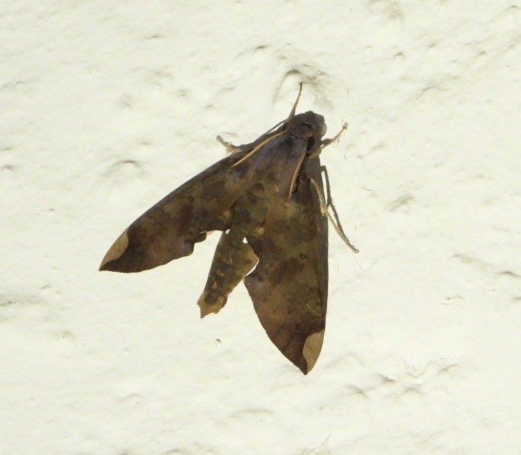 Fig Sphinx from Oaxaca, MX on December 11, 2023 at 05:57 AM by Brodie ...