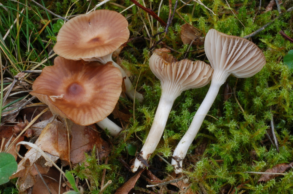 Toasted Waxcap in September 2006 by Marco Floriani · iNaturalist