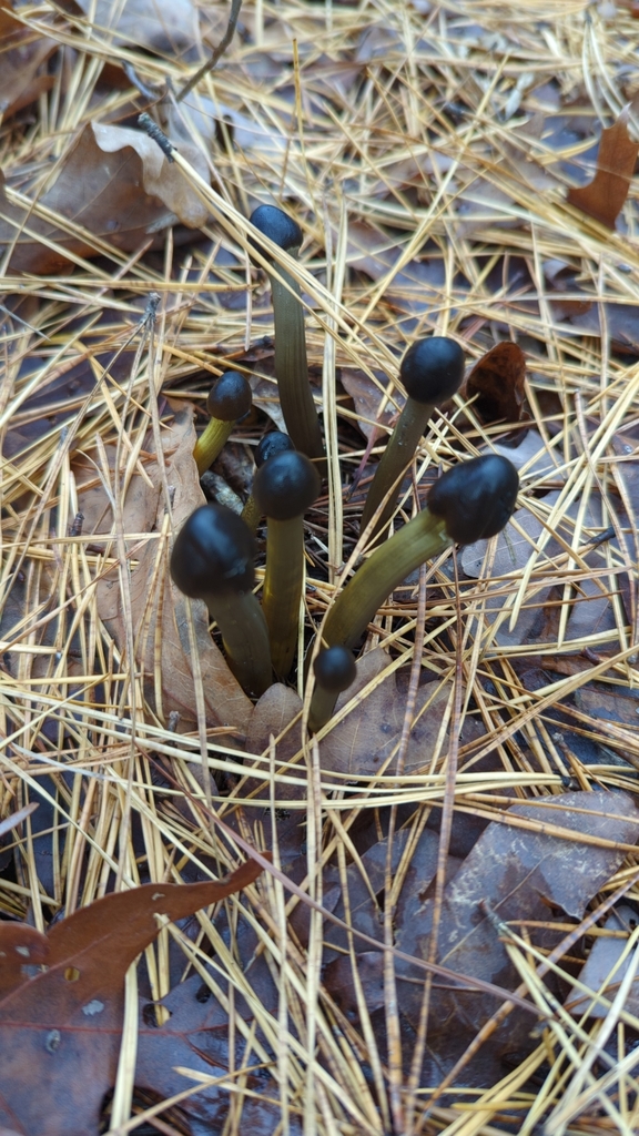 Tolypocladium from East Brunswick, NJ, USA on December 11, 2023 at 01: ...